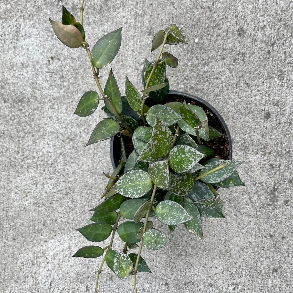 Hoya Krohniana Silver Splash – bumi